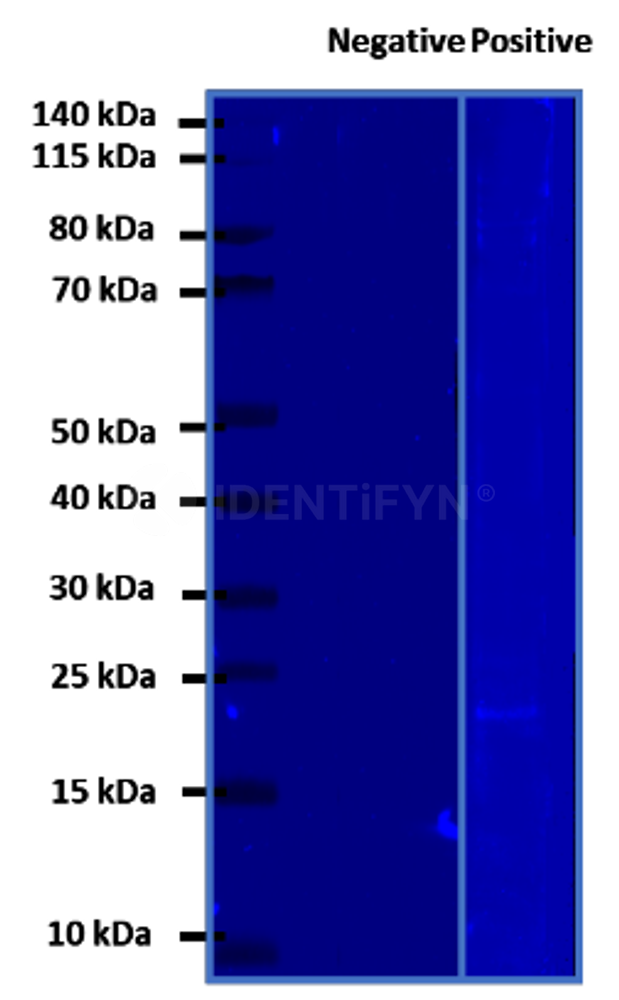 Western Blotting | Identifyn® SRM Alexa Fluor™ 405 Affinity Purified ...